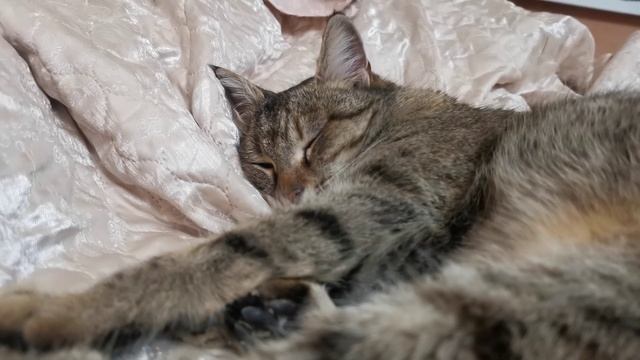 Кошка дремлет и точка)