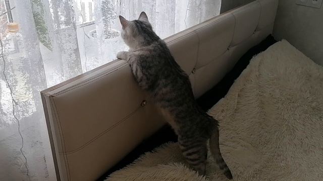 ЛЮБОПЫТНАЯ КОШЕЧКА ВАСИЛИСА❤️❗УЖЕ ПОЮТ ПТИЦЫ, КАК ВЕСНОЙ, СЛУШАЕТ, ВСЕ ИЗМЕНИЛОСЬ, И ДАЖЕ ПОГОДА...