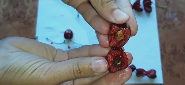 Черви в черешне