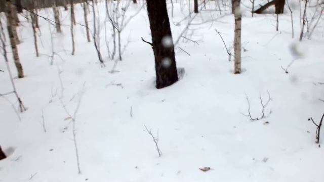 Охота на глухаря. Поиск тока. Черчение глухаря