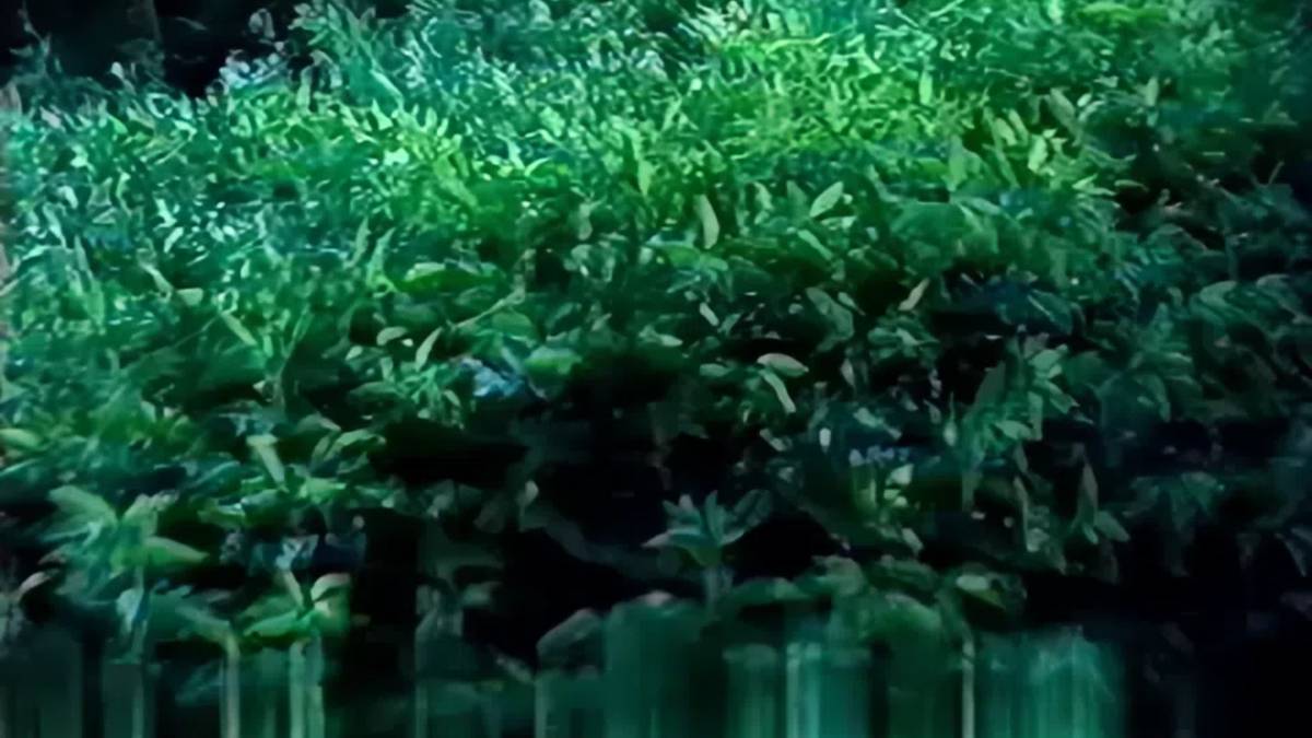 Заставка с листвой и глитчем, Первый канал, 2003