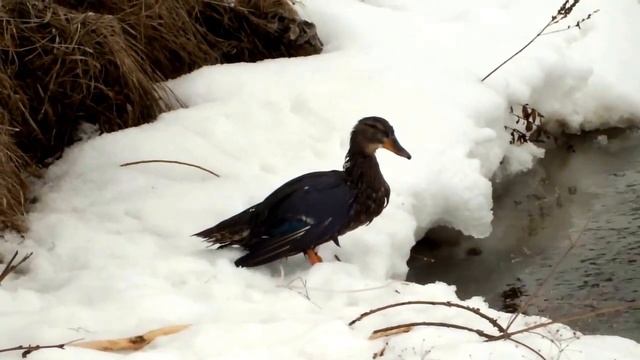 Вызаривание подсадной. День 2