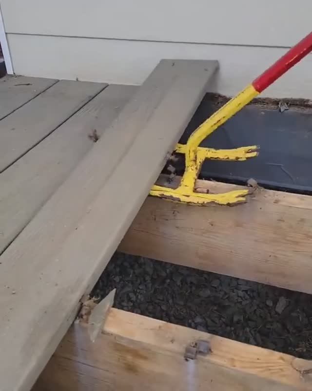 Выдерга пятикрайняя, демонтаж террасной доски