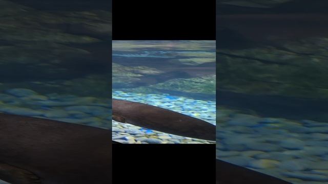 Байкальские нерпы