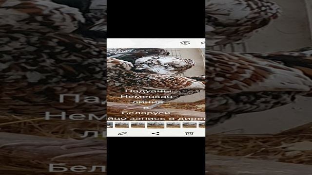 куры Падуан толбунт, красивые, спокойные и неплохо несутся