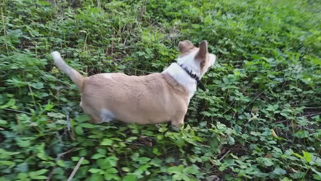 🐶#Забавные_животные_😂_#собаки_ 🐕_#видео