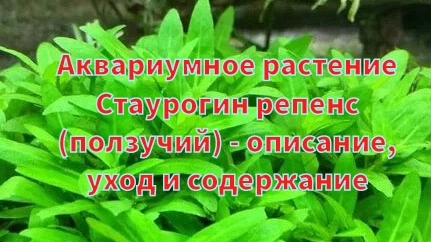 Аквариумное растение Стаурогин репенс (ползучий) (Staurogyne repens) - описание, уход и содержание