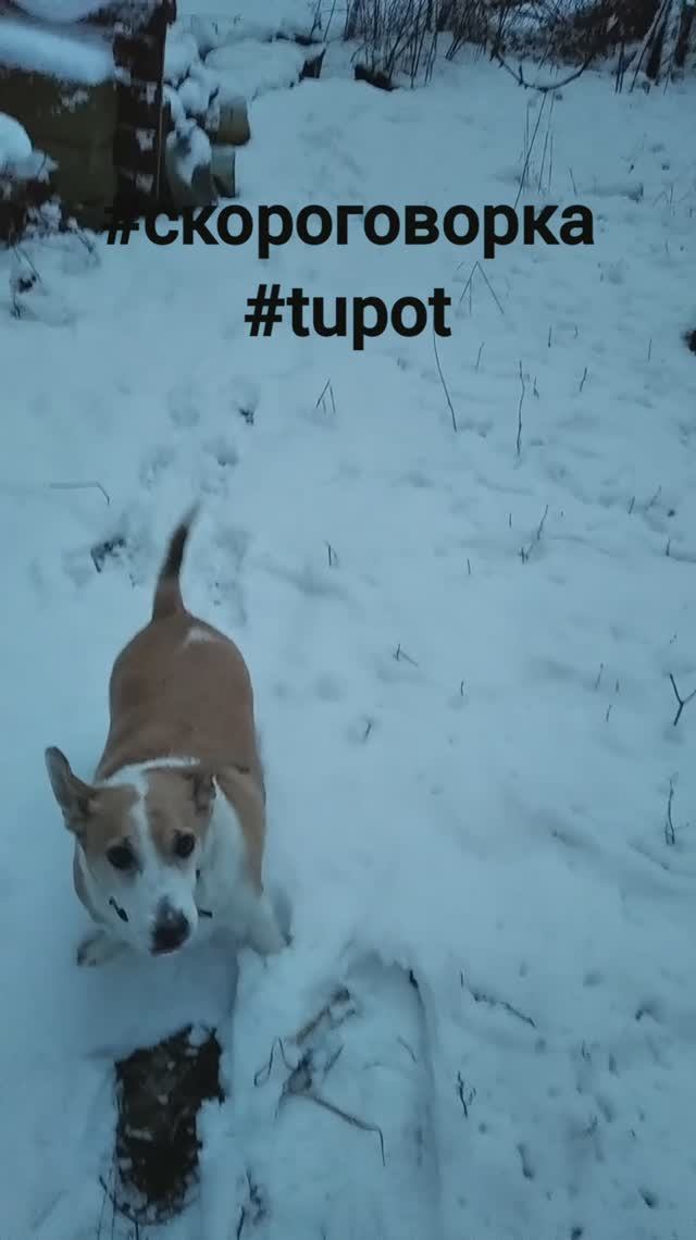 #польский_язык 📚✍️❤️ #Скороговорка_с_переводом_и_произношением🐕_#шорт