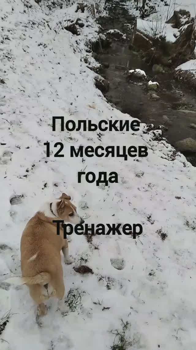 #польский_язык 📚✍️❤️ #Месяцы_года_с_переводом_и_произношением🐕_#шорт