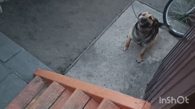 106) СОБАКа ОВЧАРКа по Кличке Верба, 05 мая 2023 обжорство (Пенза)