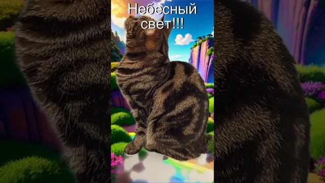 Кошачий сон.