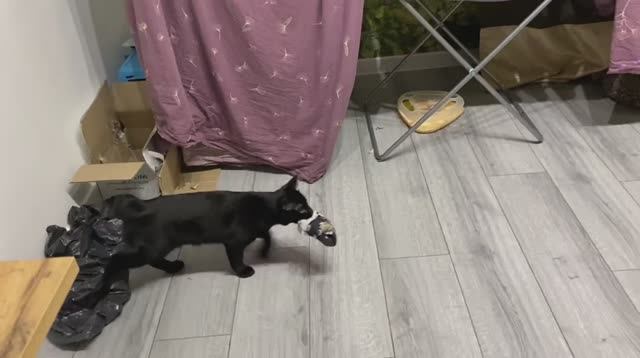 #Милые #котики и #пёсики 😺 🐕