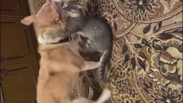 Ты че, махаться будешь со мной Макс vs Барсик, бой!!!