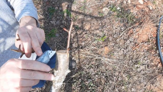 Прививка груши способом "за кору".