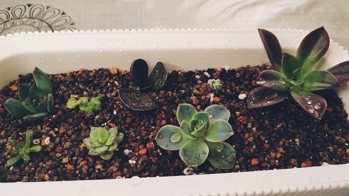 садик из суккулентов