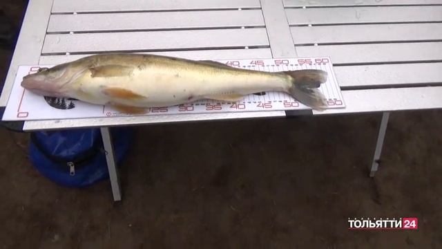 "Рыбацкие байки" 15.11.2024