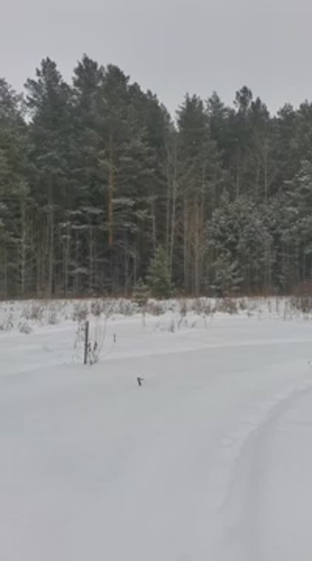 В лес на лыжах