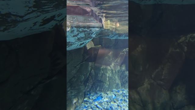 Байкальские нерпы в океанариуме