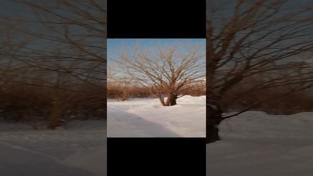 Утро. Птички поют 🐦 Я растворяюсь в этом звуке, и мысленно уже в раю!