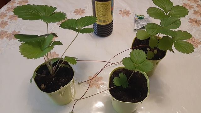 В январе клубника из семян уже выросла и дает усы