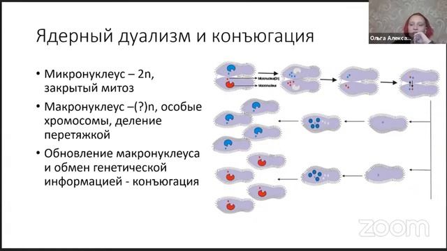 2 урок: Современная систематика эукариот: Cromalveolata, Excavata. Зоология беспозвоночных, олимп.