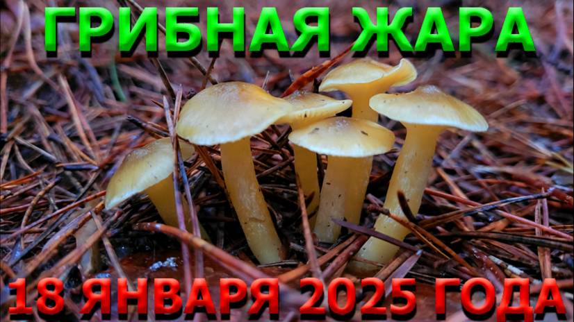 ГРИБНАЯ ЖАРА 18 ЯНВАРЯ 2025 ГОДА !!!!