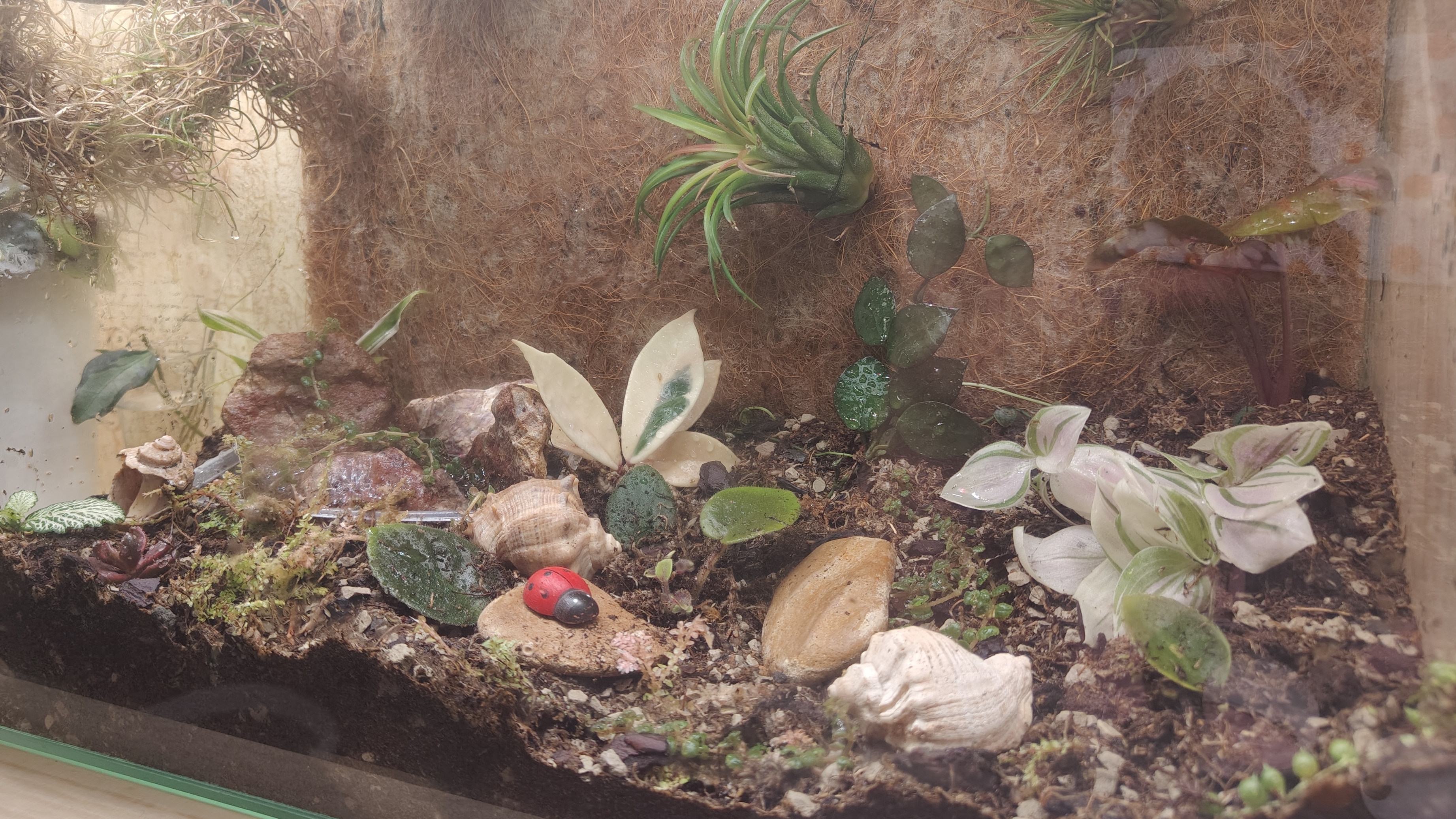 Флорариум. маленький но уже очень красивый