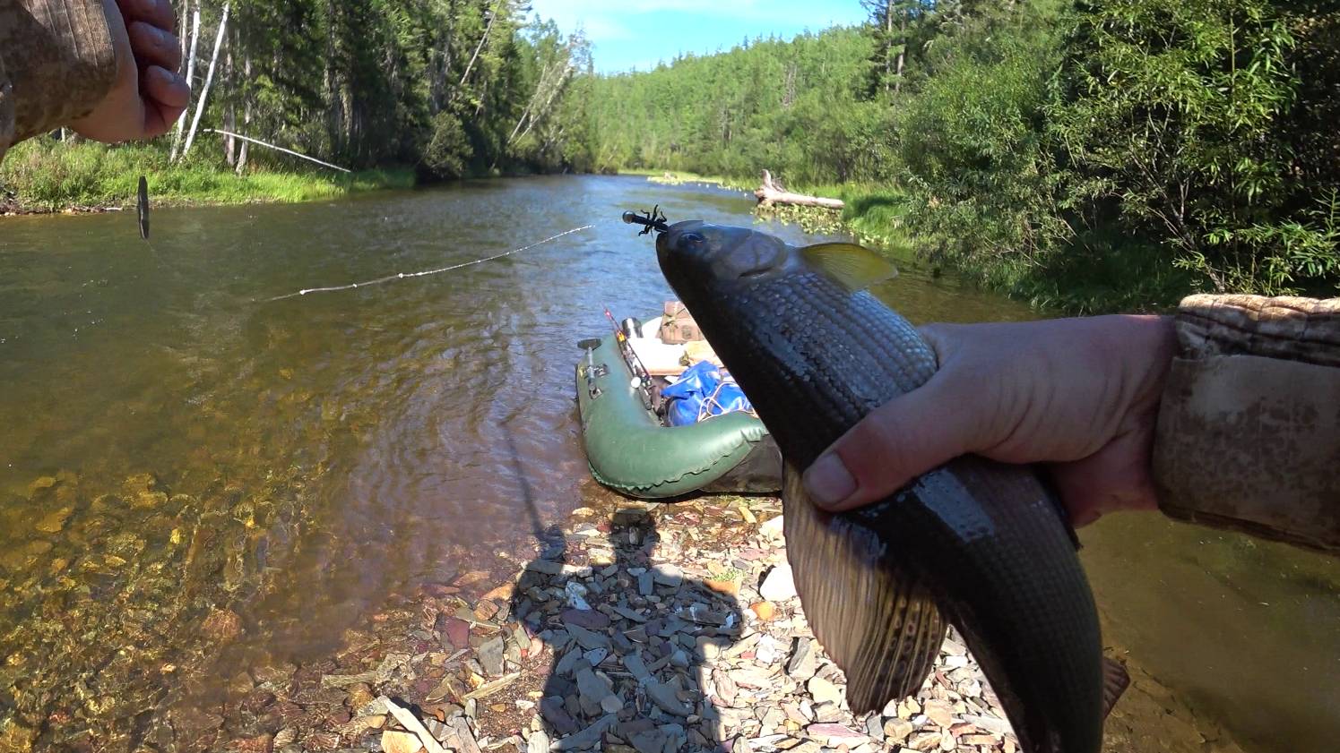 ЧАТЬ-2/ПОКЛЕВКИ КРУПНОГО ХАРИУСА/МУРАВЕЙ РАБОТАЕТ!/КРАСОТЫ СИБИРИ