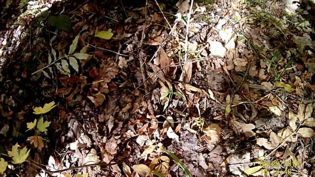 Коп монет в  лесу