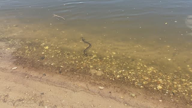 Уж на пляже реки Ока