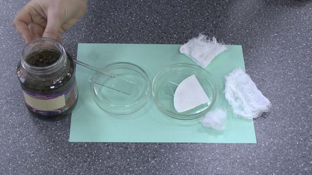 ПРОТИСТЫ ВОДОЕМОВ: Приготовление препарата для микроскопирования живых объектов