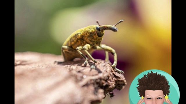 Помощь в запоминании классической поэзии Некрасова.