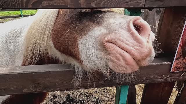 Республика Алтай. Село Узнезя. Зоопарк "Лохматая ферма"
