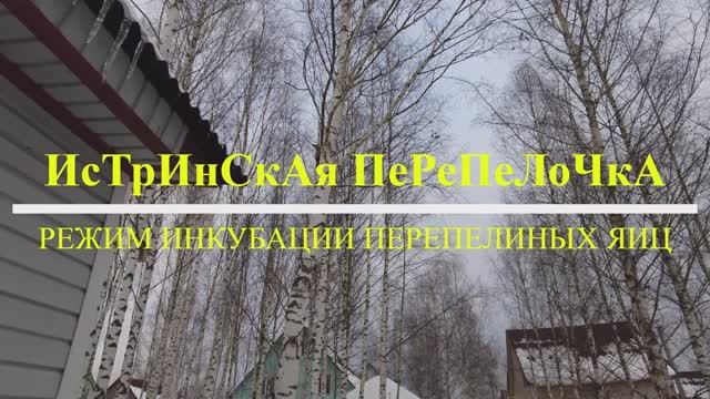 Режим инкубации перепелиных яиц  #15