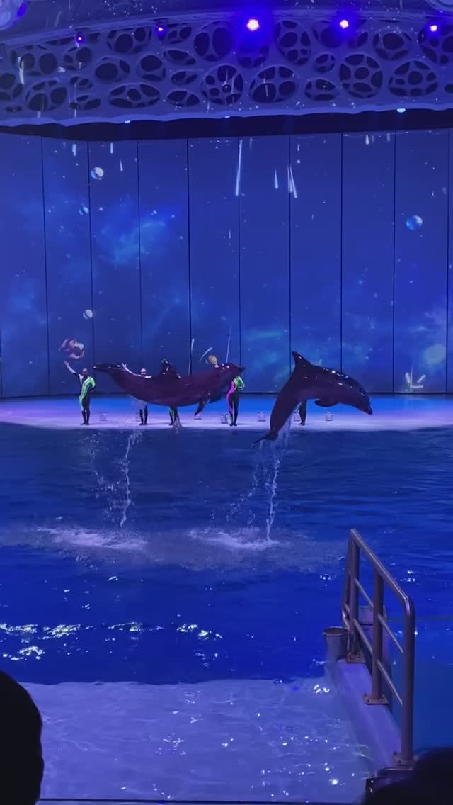 Дельфины на представлении Вивальди в Москвариуме