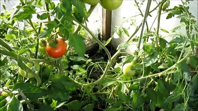 ЭЛЕКТРОГРЯДКА атмосферное электричество