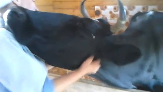коровка наша пришла с луга вечером