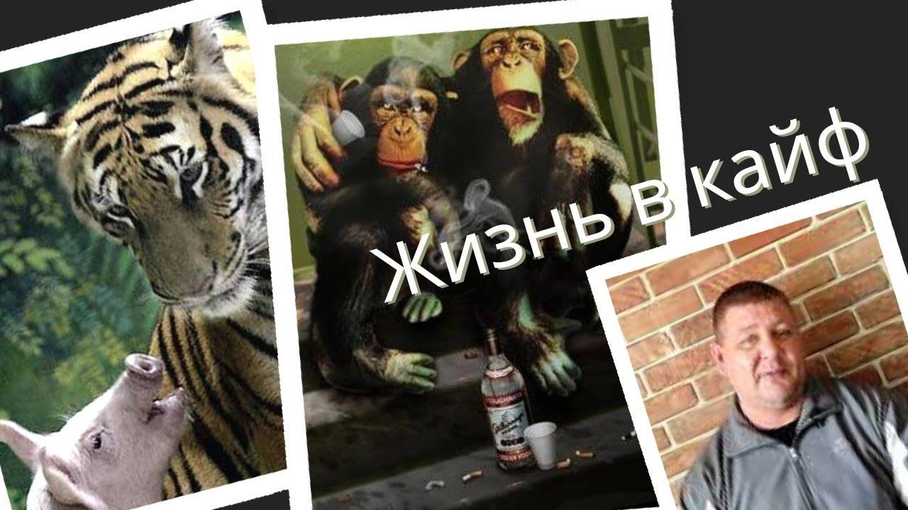 #31 Степени опьянения. Как алкоголь и другие наркотики действуют на организм человека? Метод Шичко