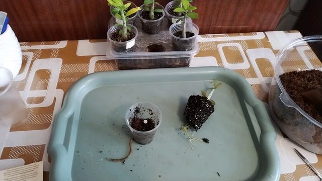 Корни Адениума бегут из горшка ☺️ Знакомство с новым грунтом.