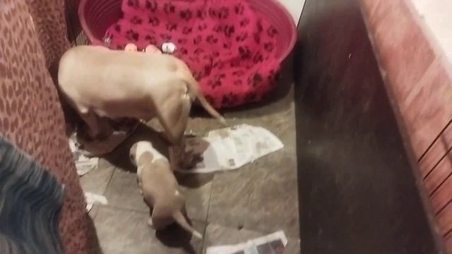 щенок амстаффа 3,5 недели. Откуда он знает, что туалет на газете?