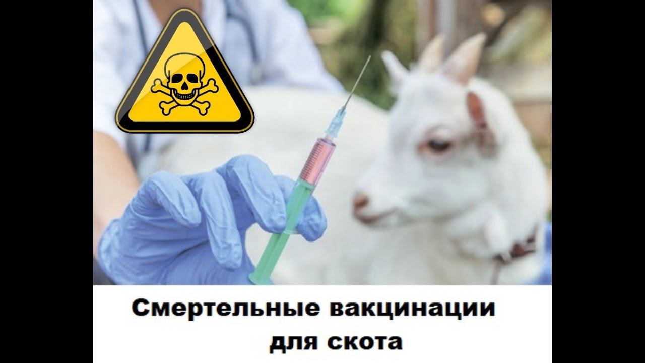 смертельные вакцинации для скота 2024