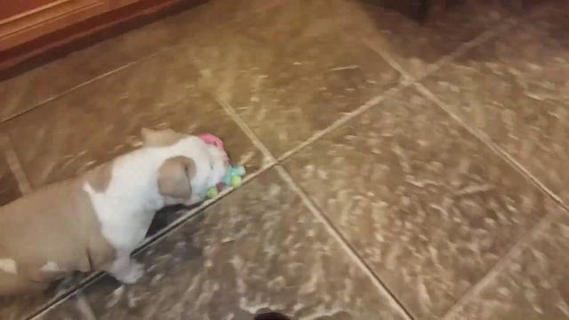 Tcenniy Prize Raritet, Рюрику месяц.