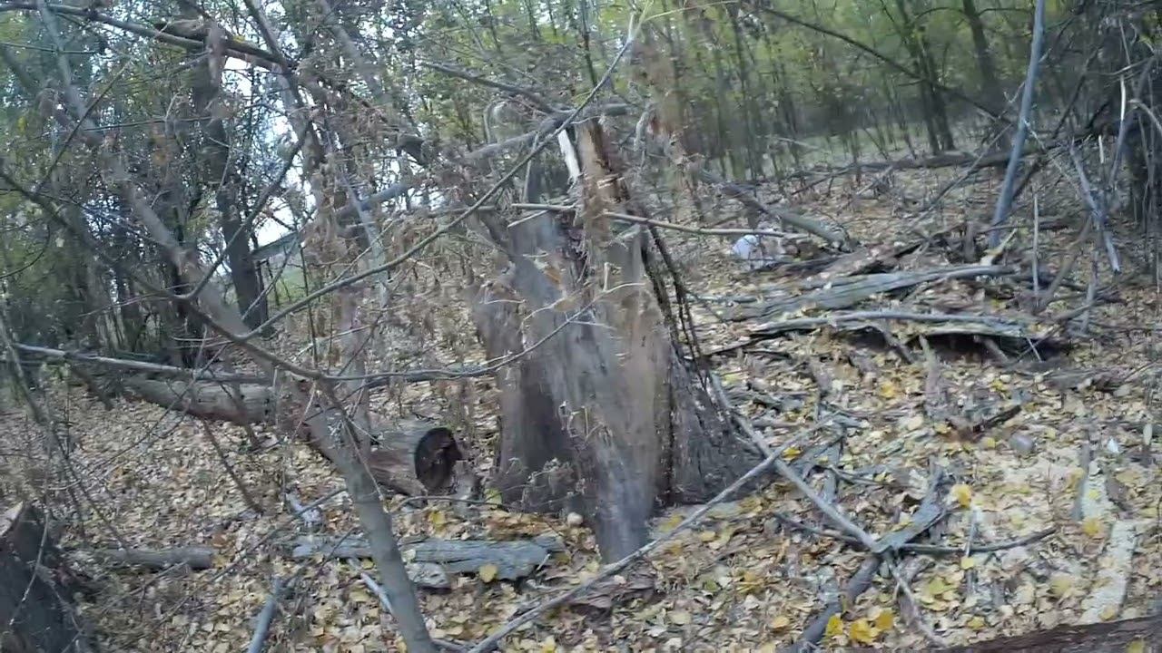 26.10.2023 КоАП РФ Статья 8.28. Незаконная рубка...
