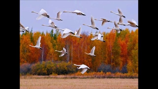 К. Бальмонт «Поспевает брусника…»