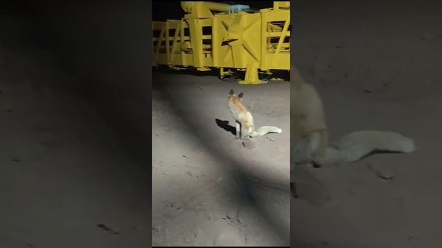 Лисенок на буровой в карьере