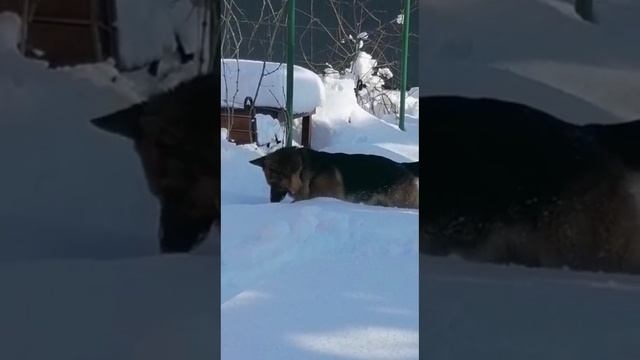 овчарка в сугробе