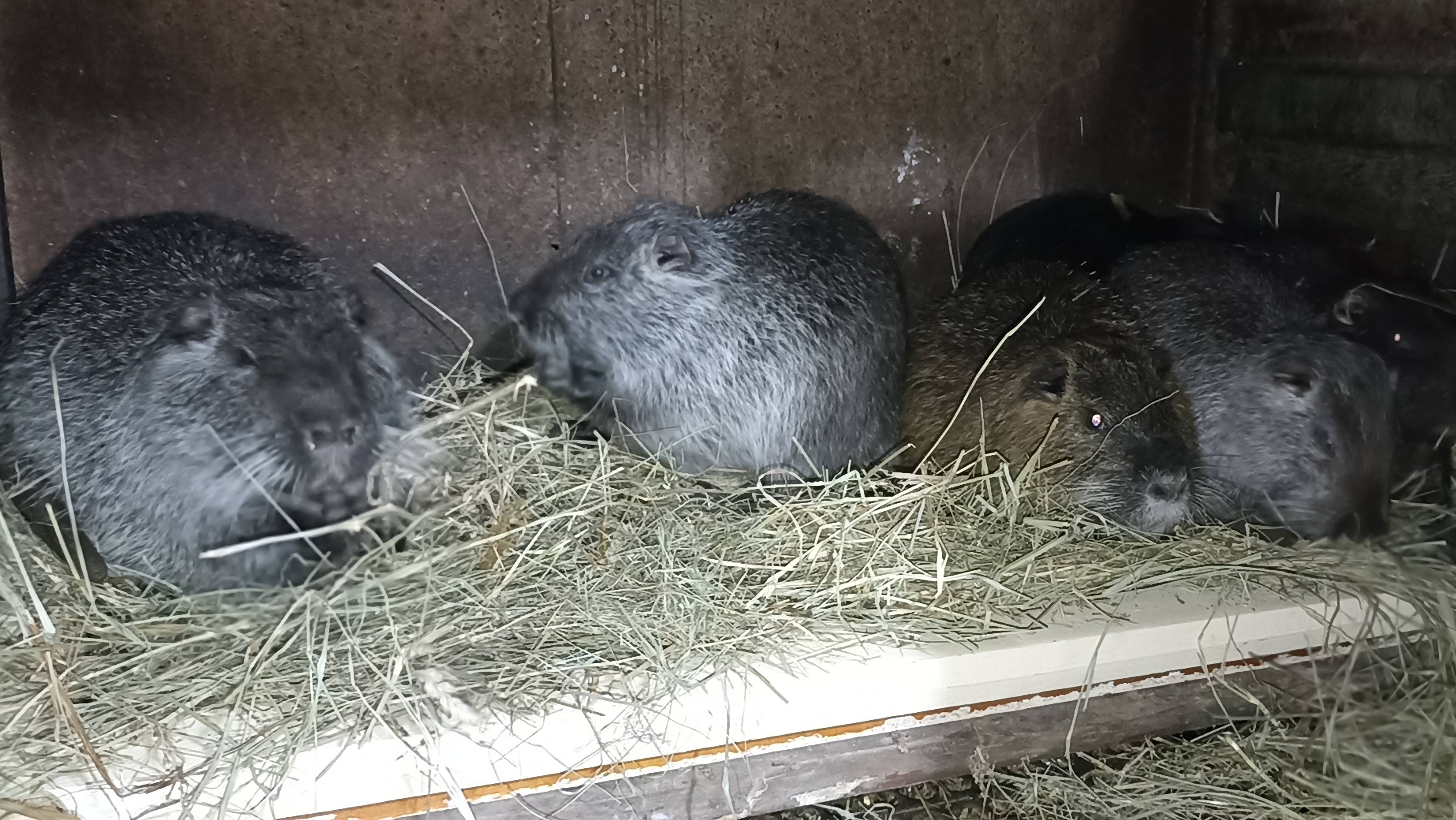 Нашли применение старым доскам. Всё для НУТРИЙ. 15.12.24