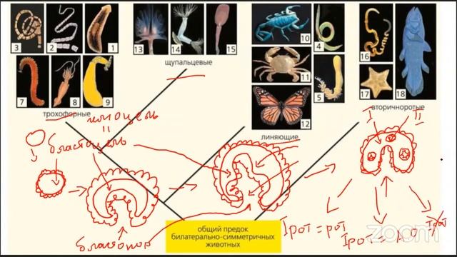 5 урок. Сцифоидные-Scyphozoa; Плоские черви: разнообразие, строение, жизненные циклы.