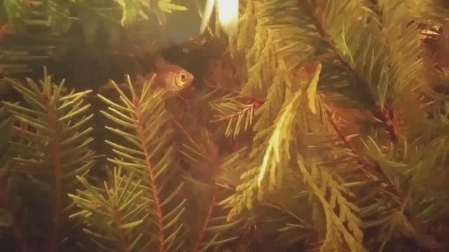 🐟♫🌿 #Подводный_мир #мелодии_ирландской_волынки