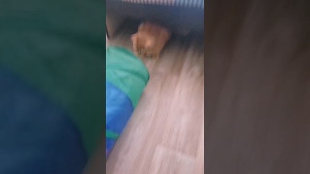 Новогодний подарок